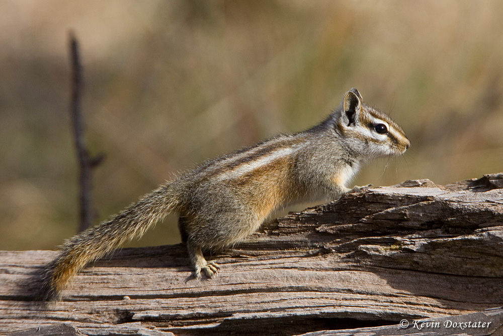 The Beauty Gray-collared Chipmunk