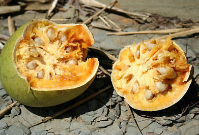 Bel Ek Upyogi Fal | बेल एक उपयोगी फल | Beal A Useful Fruit | Jagran ...