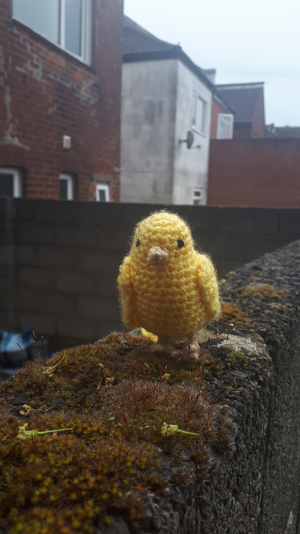 Dippy Cat Crochet: Free crocheted canary pattern for #CanaryCraftivists