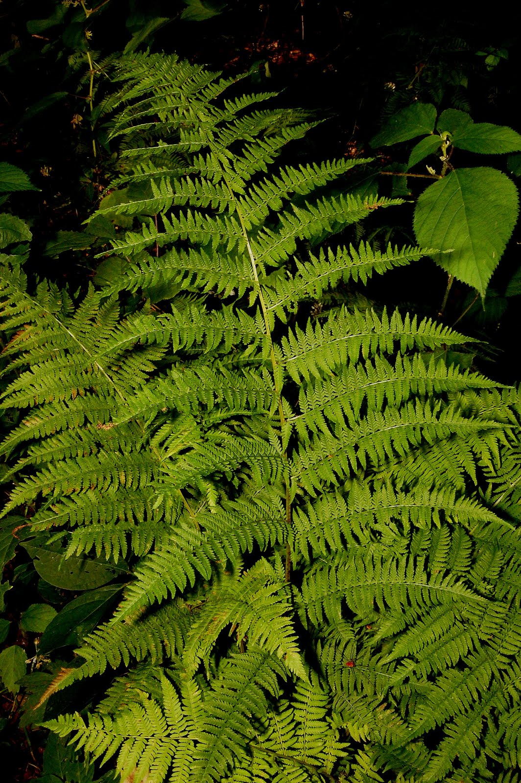 Get Your Botany On!: A Few Indiana Ferns, part 2
