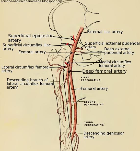 Medial Circumflex Femoral Artery Branches