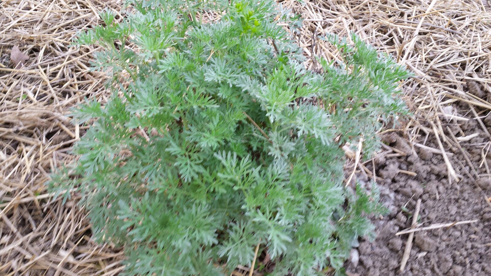 Pelin - ljekovita i korisna biljka u organskom vrtu