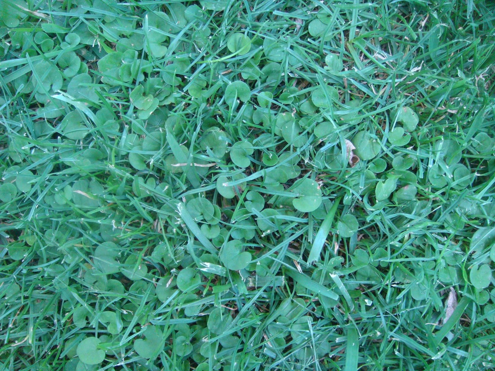 Jardinería Pampeana: IMPLANTACIÓN DE CÉSPED SOBRE GRAMILLA.