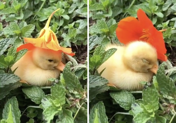 White Wolf : A soul-healing video of a baby duck falling asleep with a ...