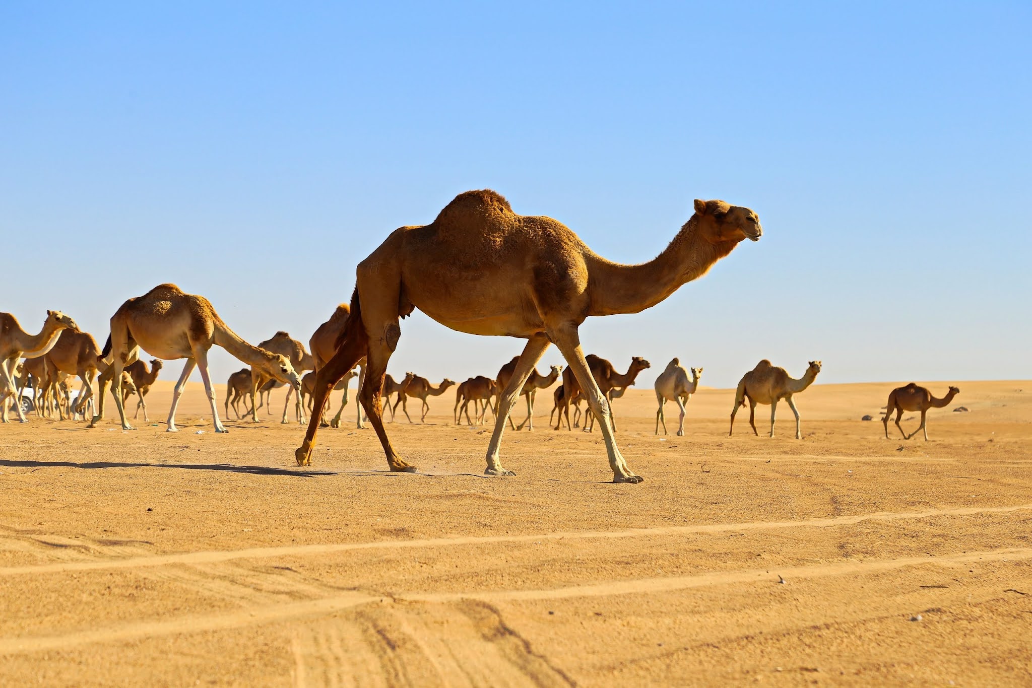 30 Amazing Camel Facts