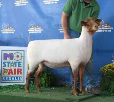 Little Hills Sheep Ranch: About The Tunis Sheep Breed