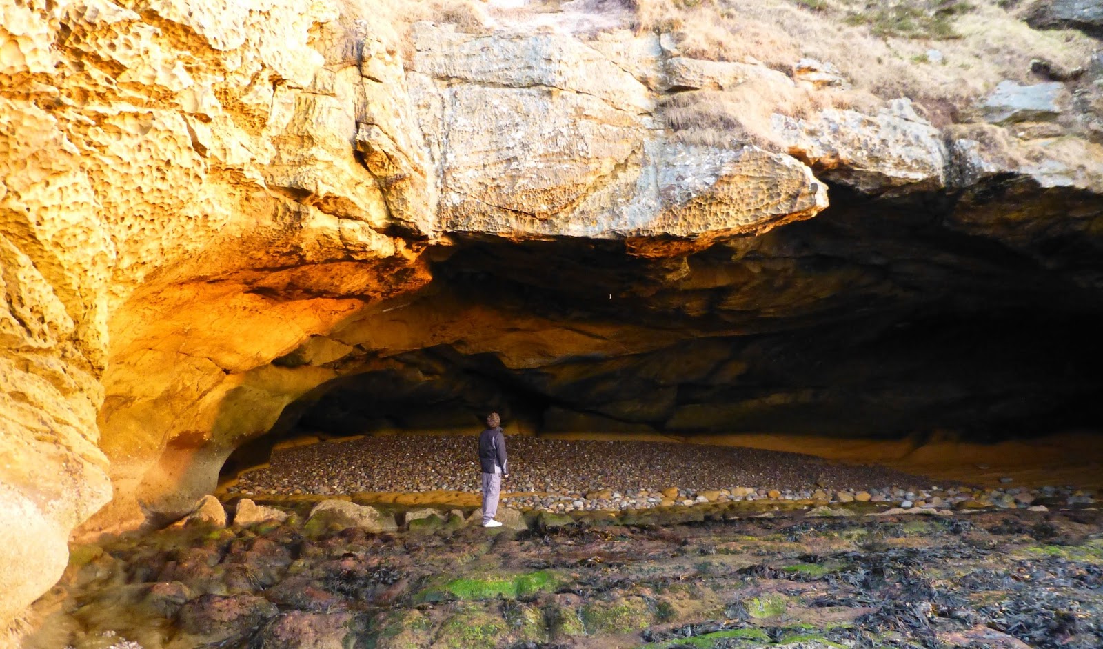 Big Gorse Bush: April in Hopeman