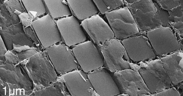 Science Whisperer: Scallops' Eyes are Amazing