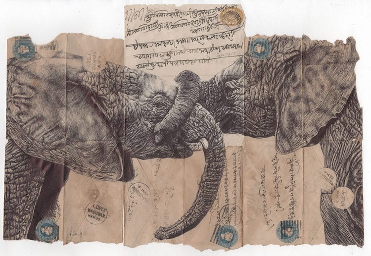 Slavenka & Obi: Animal drawings by Mark Powell