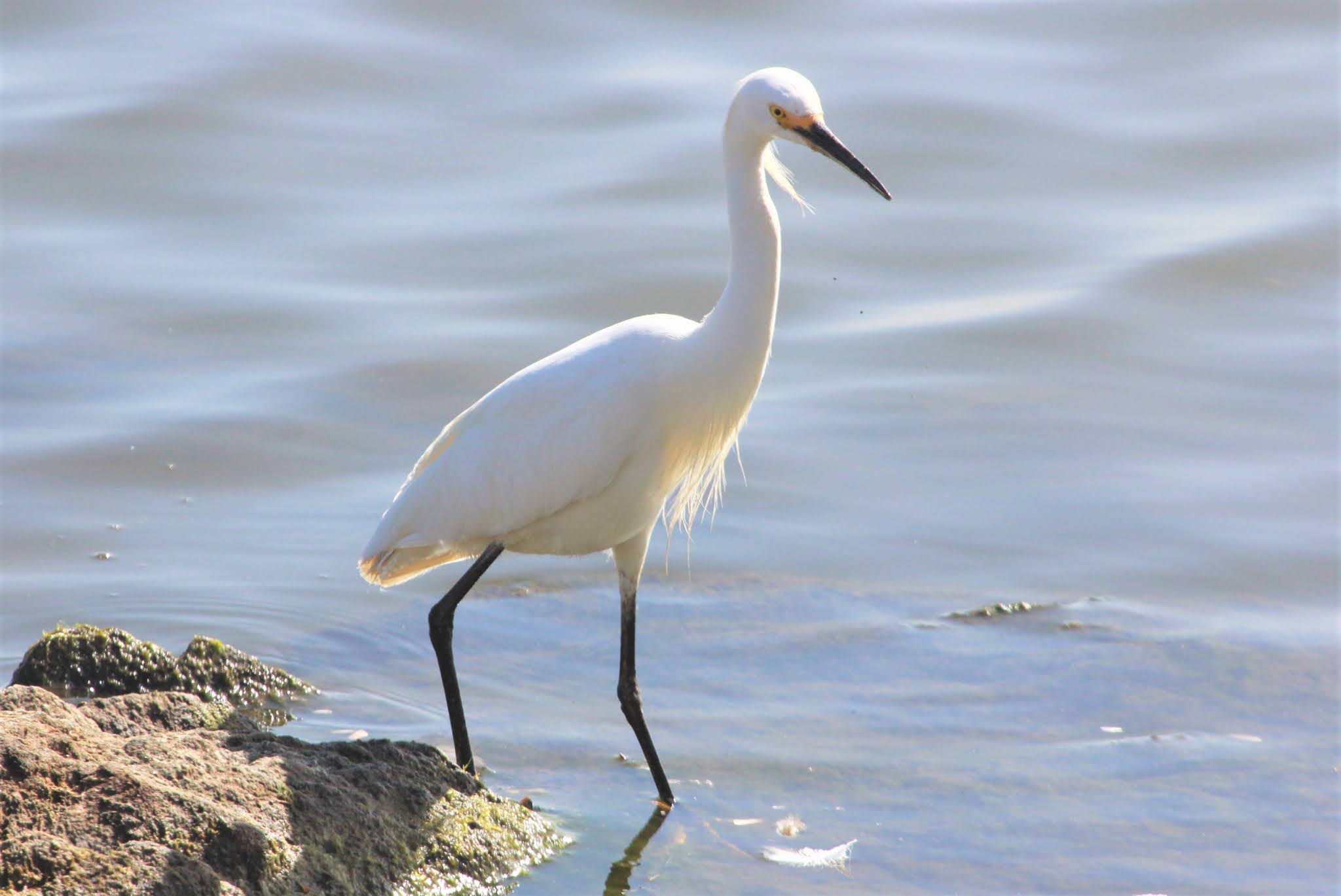 Aves de nuestro Chile: Por las buenas olas de Pichilemu¡¡