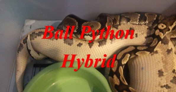 Ball Python Hybrids