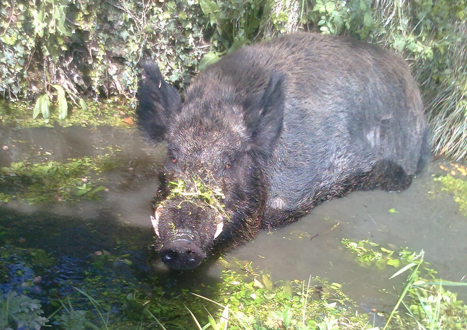 VEGANISM: A TRUTH WHOSE TIME HAS COME: A Special Feature on Animal ...