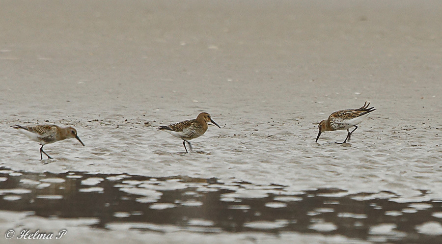 Helma's natuurfoto's: Bonte strandlopers.........