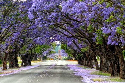 Purple Tree Tunnels [8 Pic] ~ Awesome Pictures