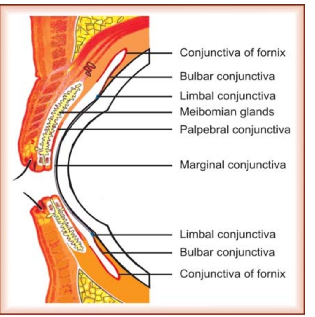 Anatomy of Conjunctiva - bulbar, palpebral,tarsal, fornix conjunctiva,glands & blood supply
