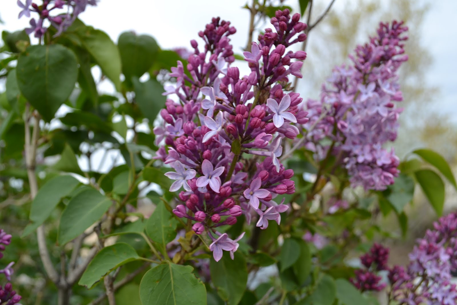 Life On The Wild Horse Prairie: I LOVE LILACS!!