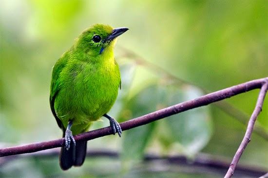 BIRD CARE TIPS CUCAK IJO