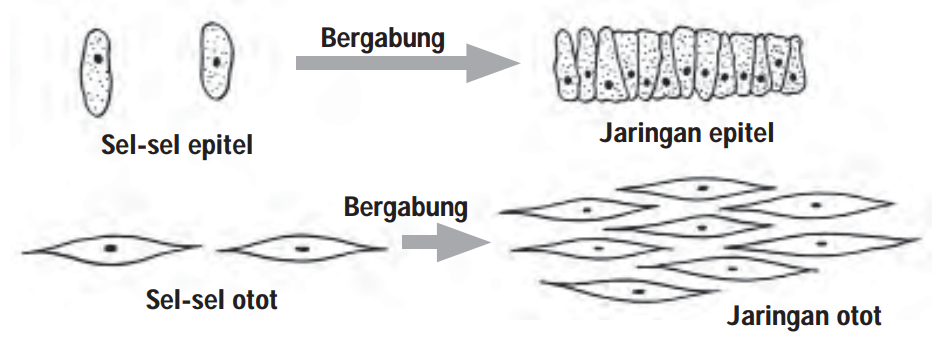 Sel dan Jaringan Hewan & Tumbuhan, Struktur, Fungsi, Gambar, Perbedaan ...