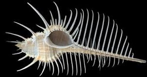 Kerang Sisir (Murex Pecten); Klasifikasi, Morfologi, Habitat Dll ...