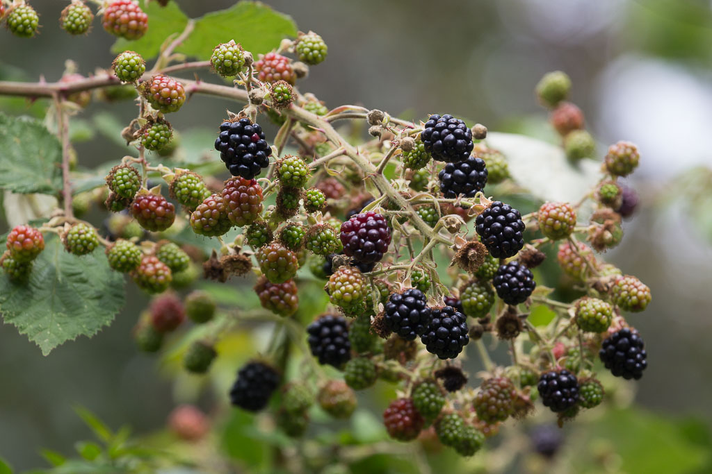 Shadows & Light: Berry Season
