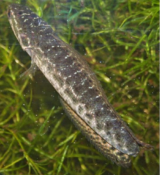 Mahamaya Hiko: Jenis jenis snakehead fish (Channidae family)