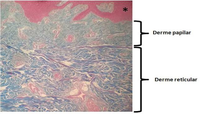 Anatomia do Tegumento Comum: Histologia da Pele (I)