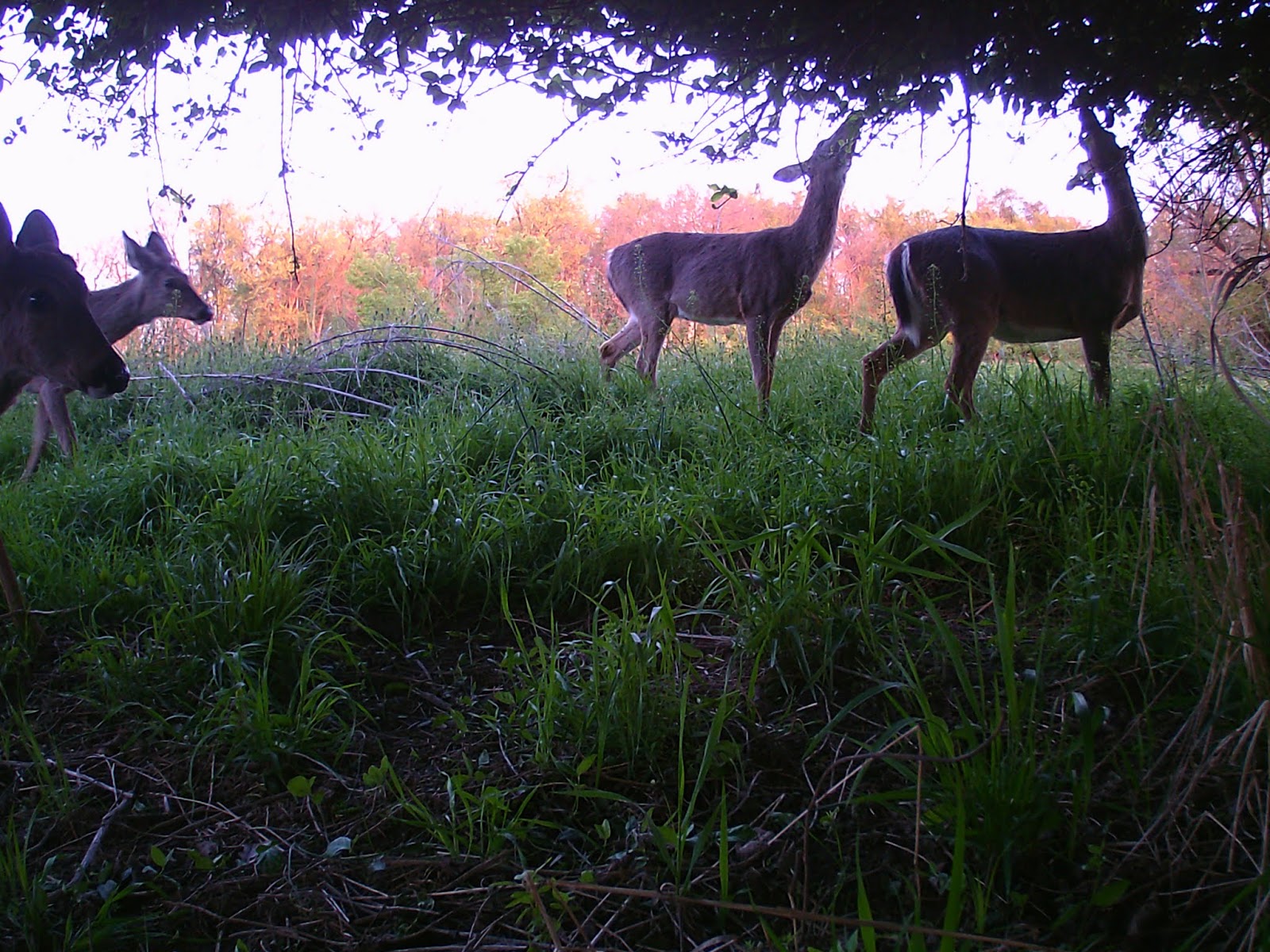 Terrierman's Daily Dose: The Browse Line