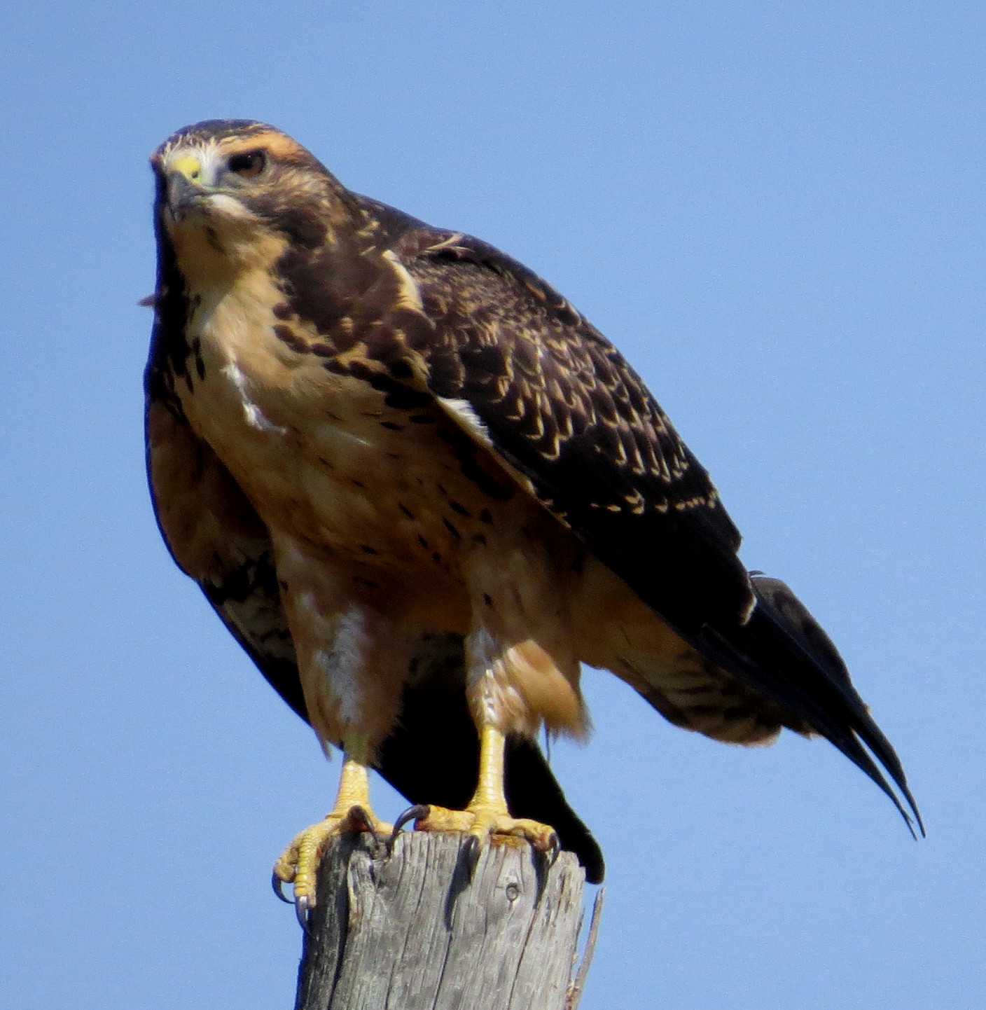 Still Life With Birder: Immature Swainson's Hawk