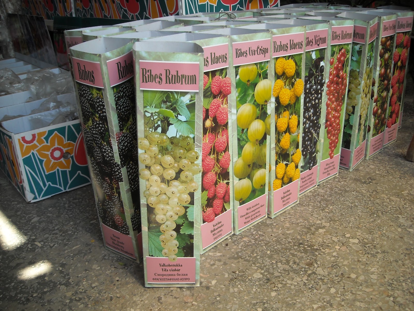 ΕΛΕΥΣΙΝΑ ΔΥΤΙΚΗ ΑΤΤΙΚΗ