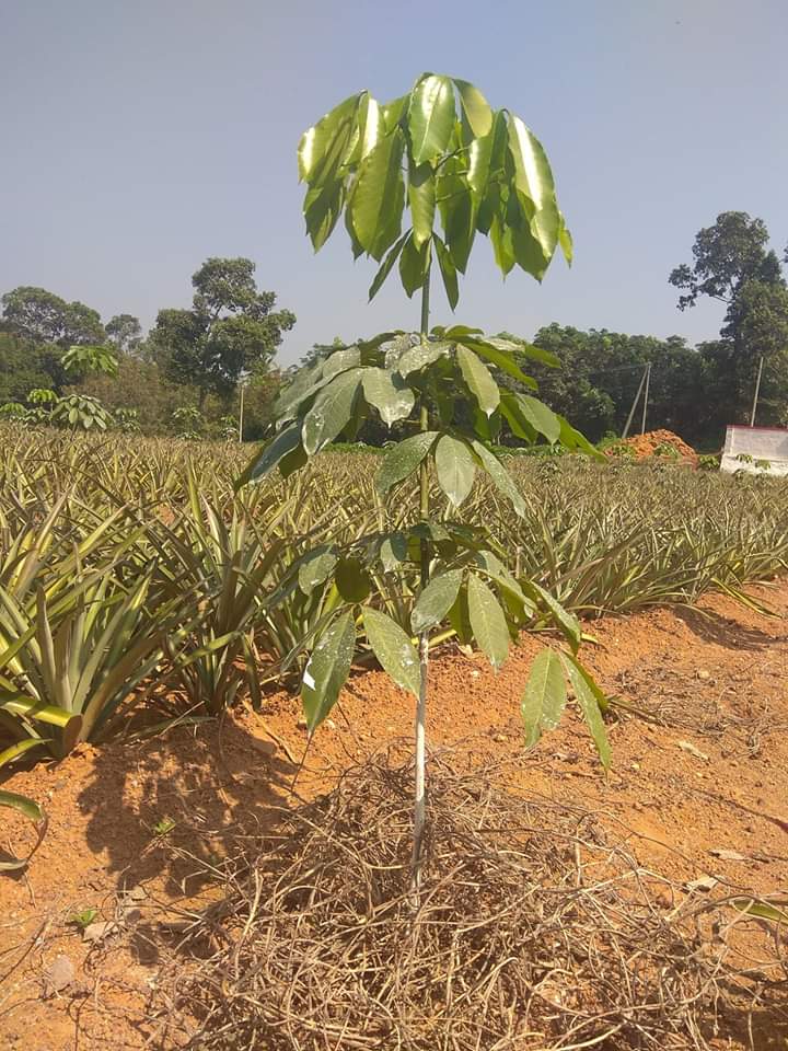 INTERCROPPING IN RUBBER PLANTATION - Rubber Cultivation, information ...