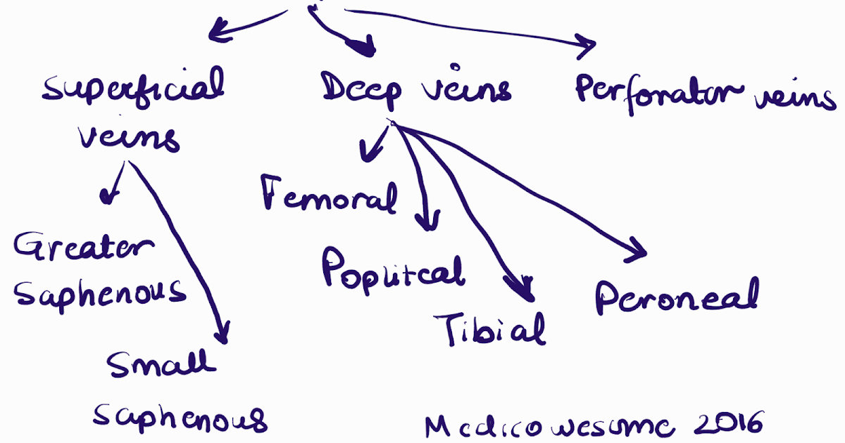 Medicowesome: Superficial and deep veins in upper and lower extremity ...