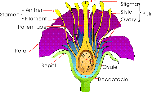 Fakultas Farmasi dan Sains Universitas Muhammadiyah Prof. Dr. Hamka: Bunga