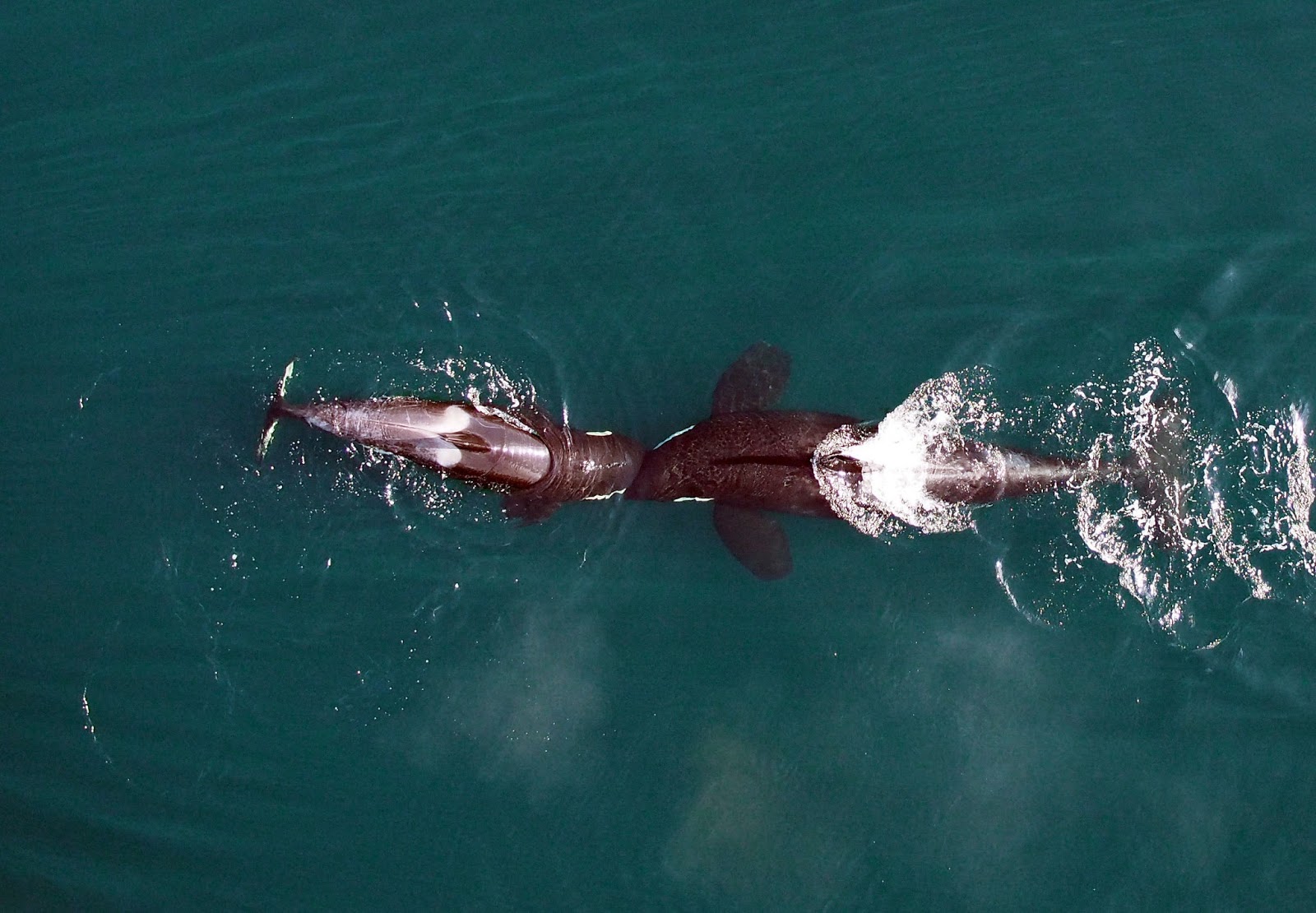 Orca rare view from aerial vehicle. - AboutWhales
