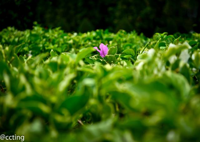 130 Samantha Coates: 28 - Emphasis by Contrast (color)