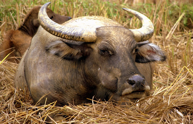 Buffalo | The Biggest Animals Kingdom