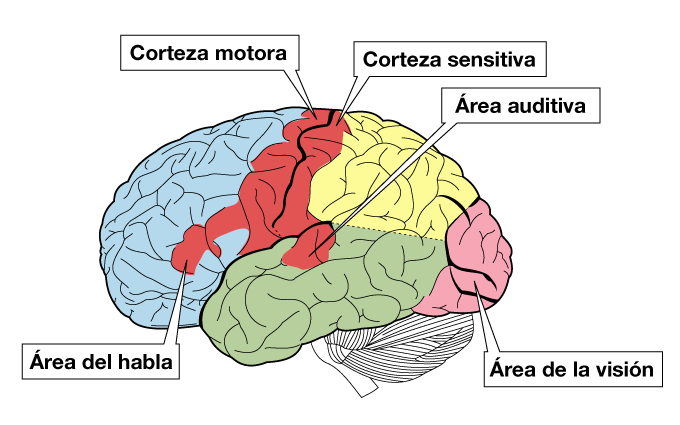 EL CEREBRO