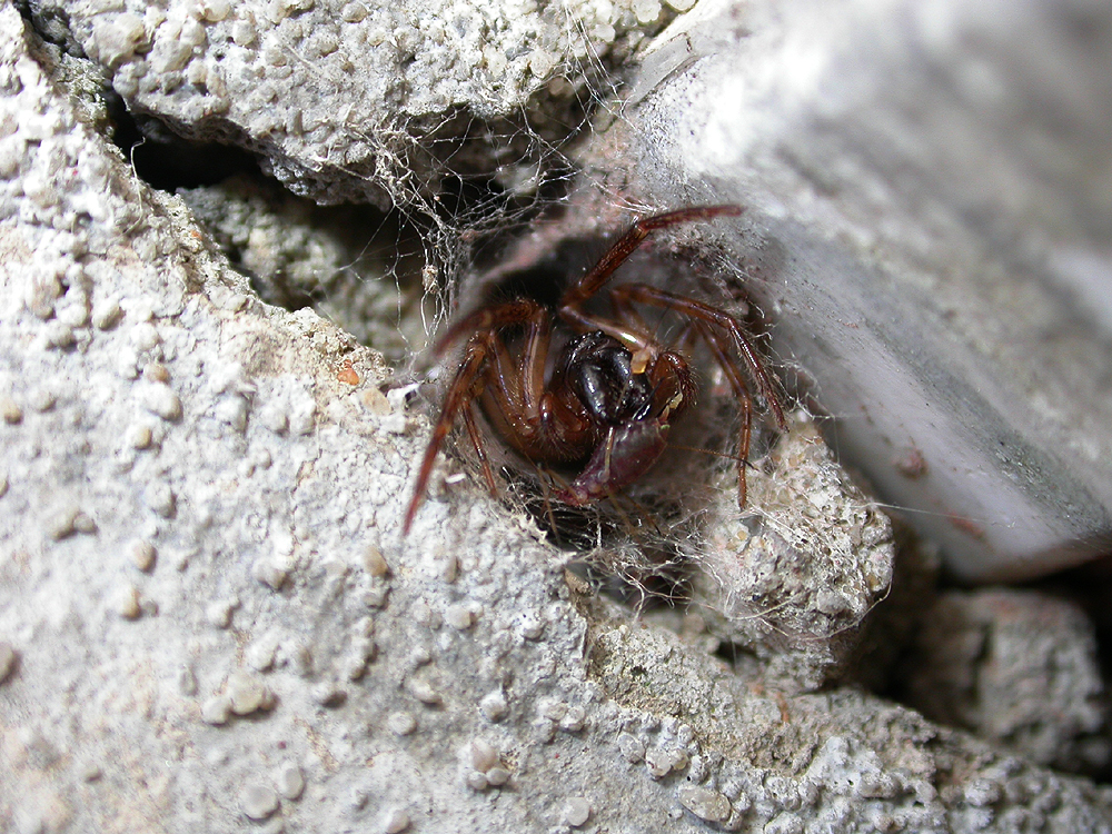 Arachnerds: Tube Web Spider - Segestria senoculata