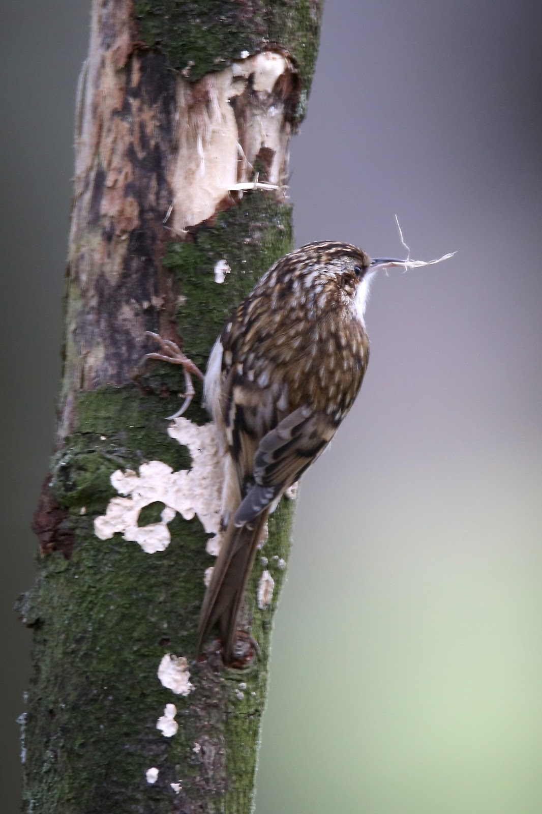 TrogTrogBlog: Bird of the week - Treecreeper