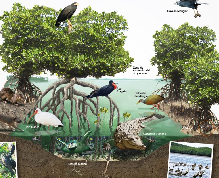 Donde el mar se confunde con la tierra. La fauna del manglar