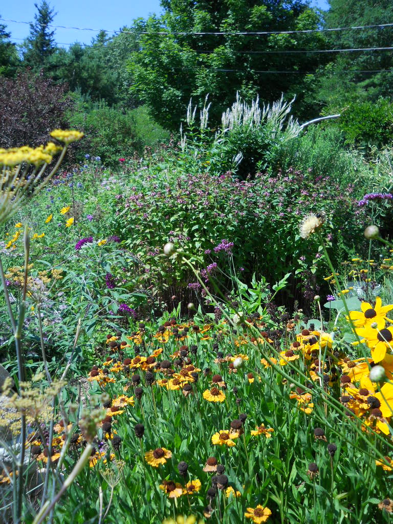 Anemone Times: Chickadee Hill Flowers
