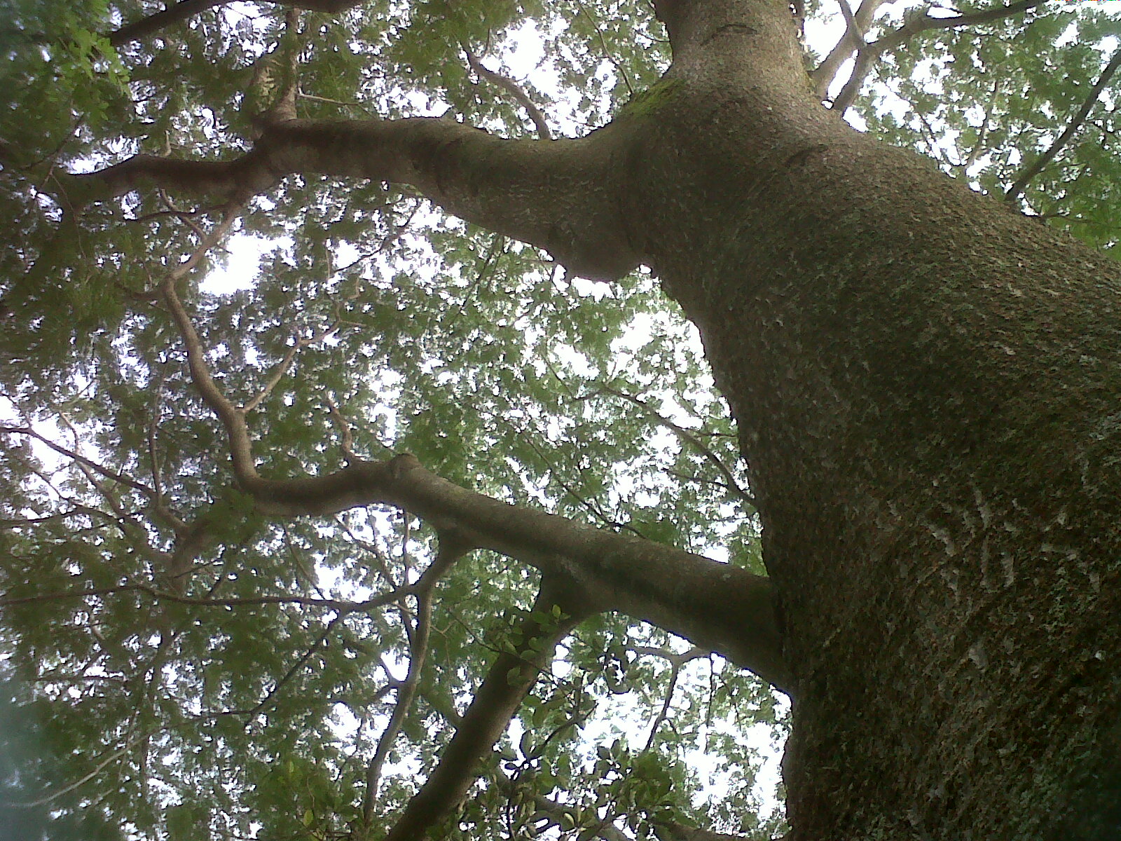 El Sendero: ¿Qué Especies Sembraremos?