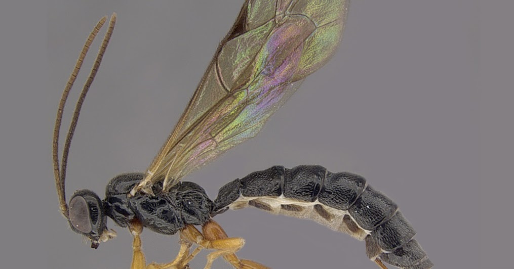 Species New to Science: [Entomology • 2019] Taxonomy and Distribution ...