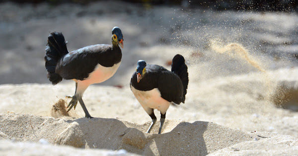 Megapode Egg Fields | Amusing Planet