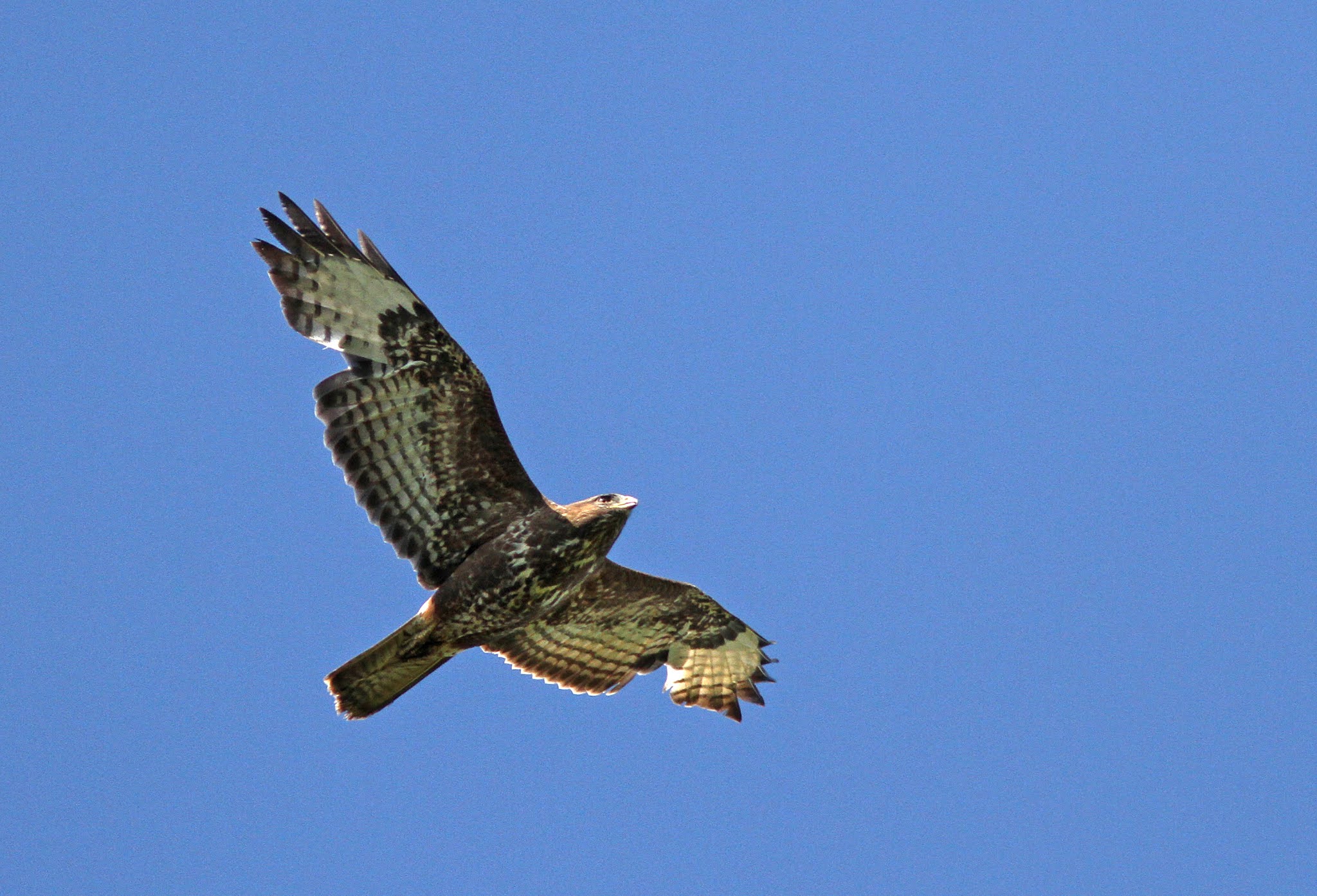 Northamptonshire Birding: Most common raptors in Northants