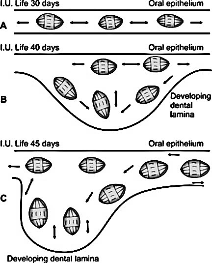 Tooth development 2 l Oral histology & biology MCQs for dental students ...