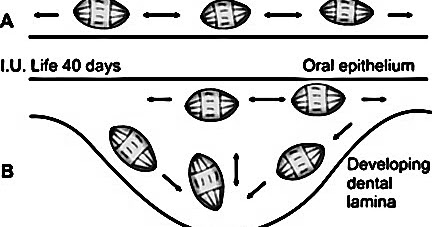 Tooth development 2 l Oral histology & biology MCQs for dental students ...