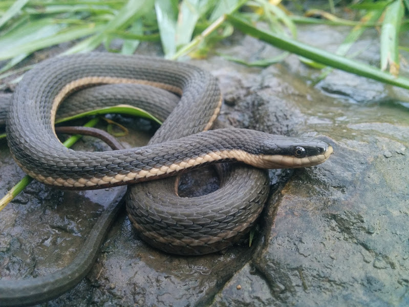 Herpedex: All the Herps I Have Seen In The Wild: Queen Snakes of ...