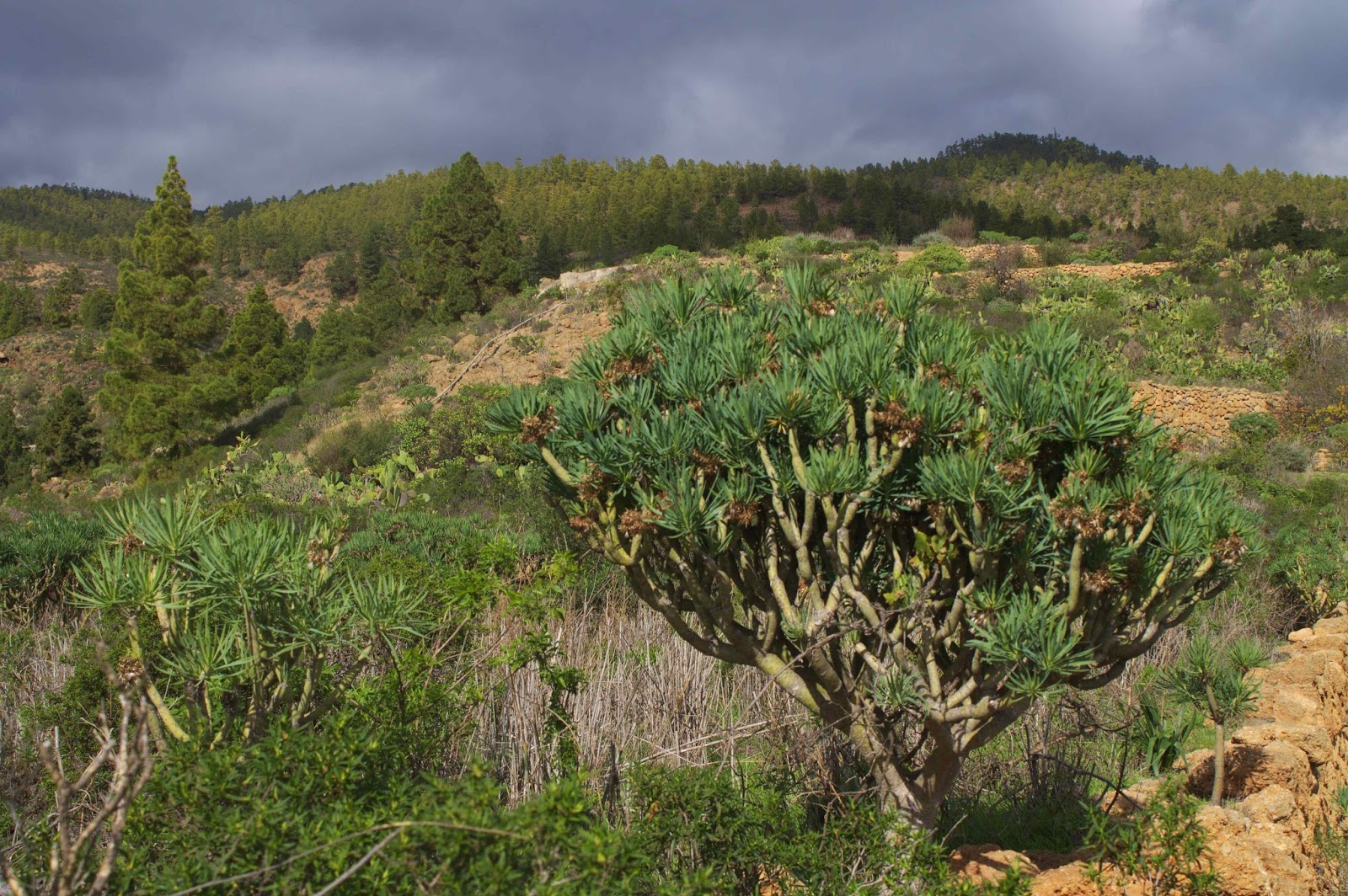 Examen de Naturales: Tabaibas, verodes y bejeques