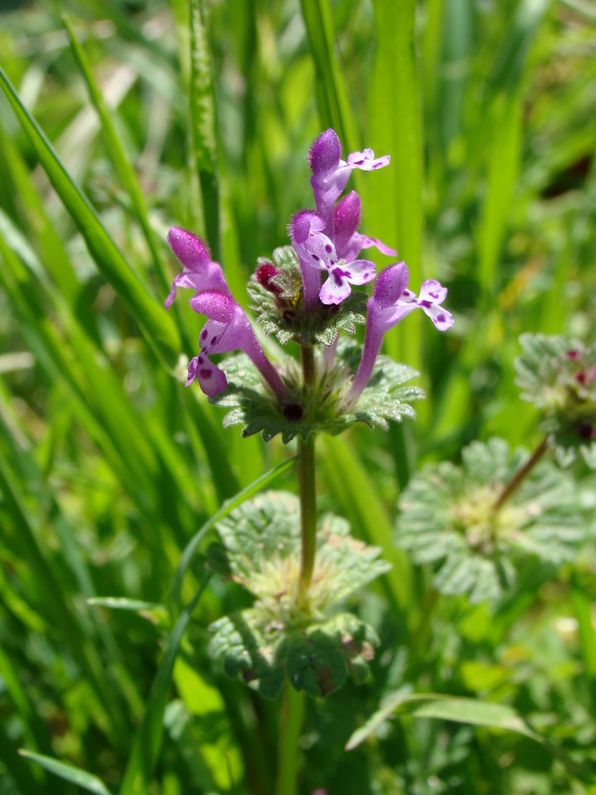 Leaves of Plants: November 2011