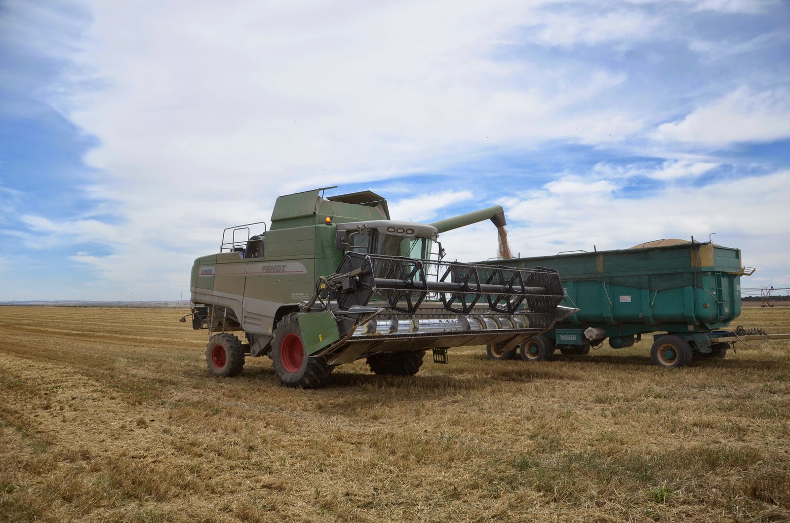 Harvesting estero wheat with the Fendt 6300C Combine